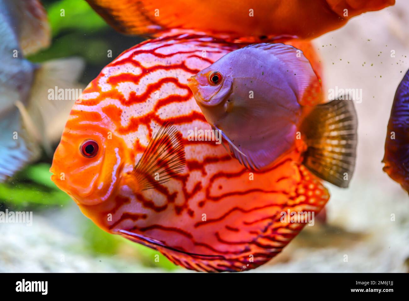 Portrait of a discus discus cichlid in a blackwater aquarium Stock ...