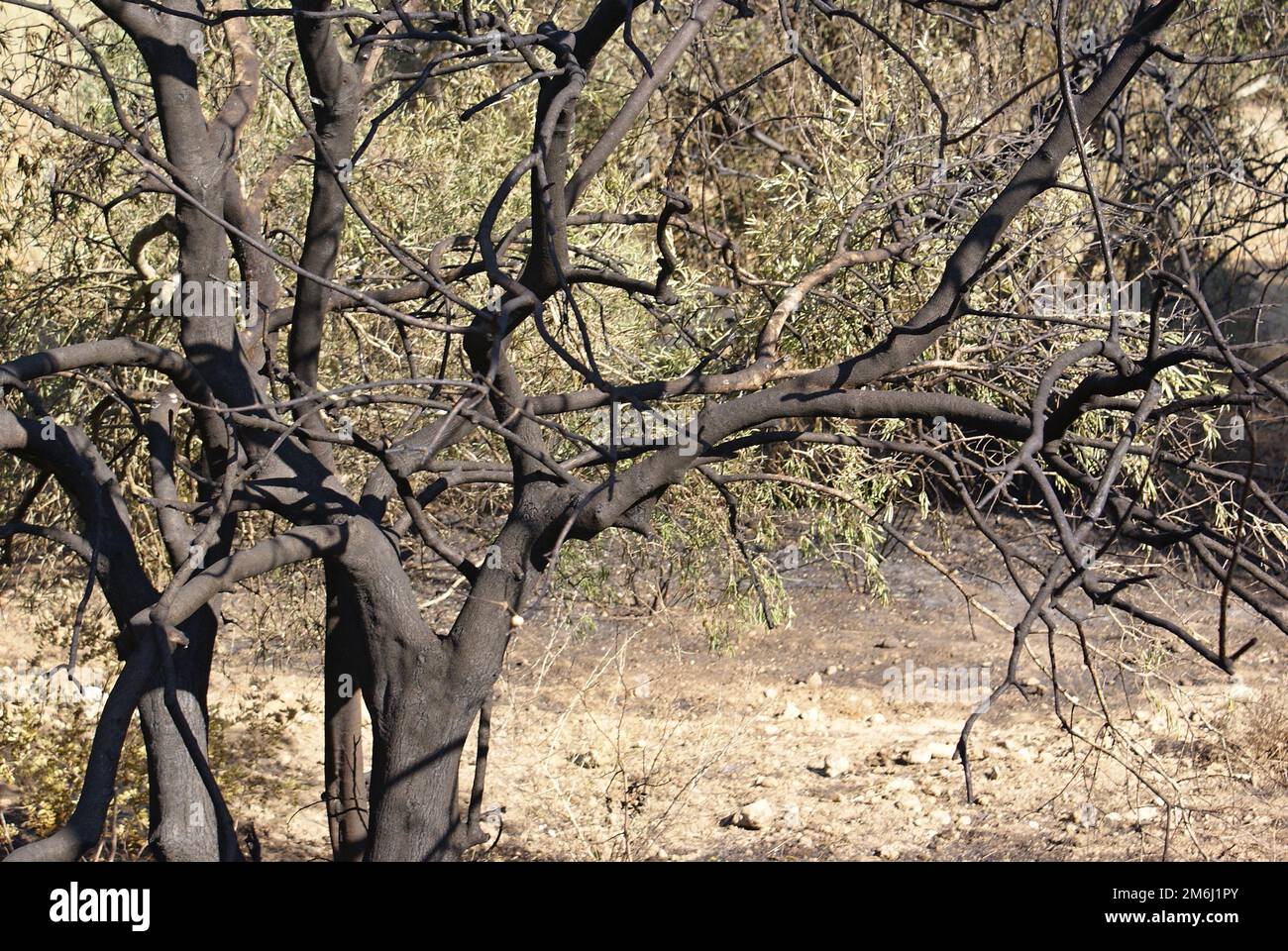 Burnt trees after a forest fire Stock Photo - Alamy