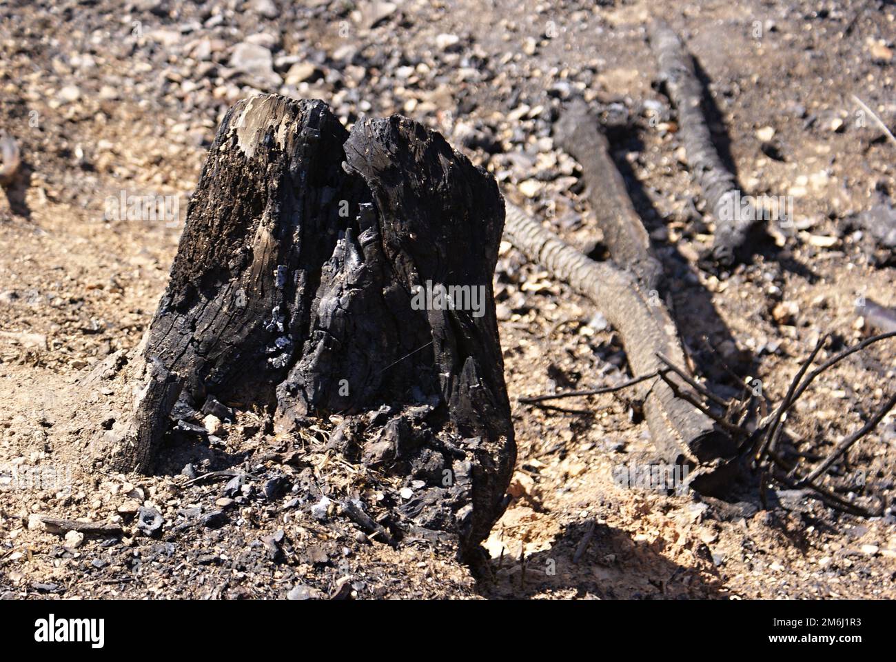 Burnt trees after a forest fire Stock Photo - Alamy