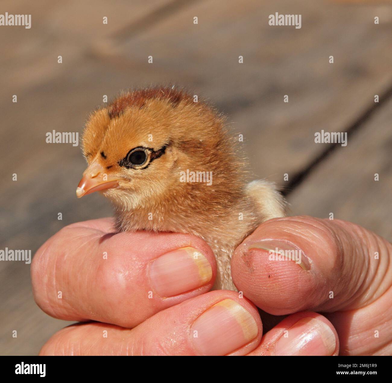 Little baby chick in a hand Stock Photo - Alamy