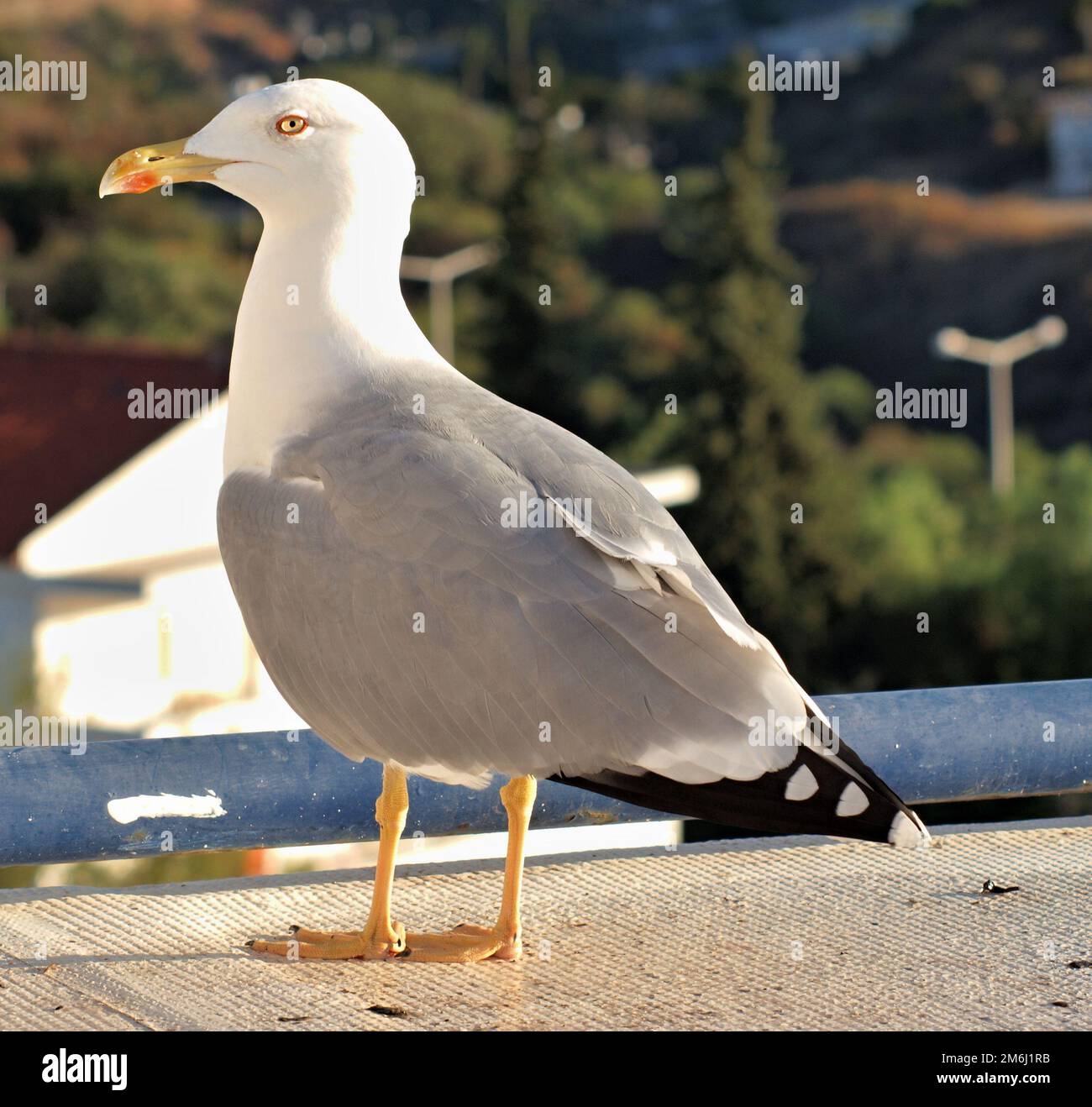 Atlantic gull hi-res stock photography and images - Alamy