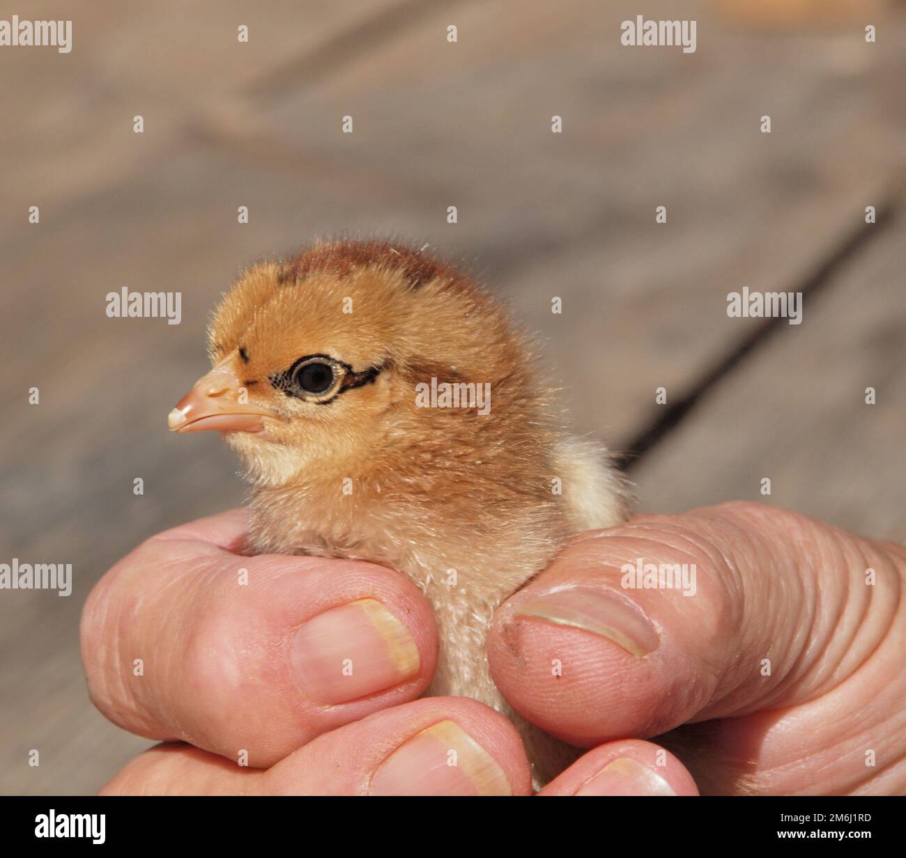 Little baby chick in a hand Stock Photo - Alamy