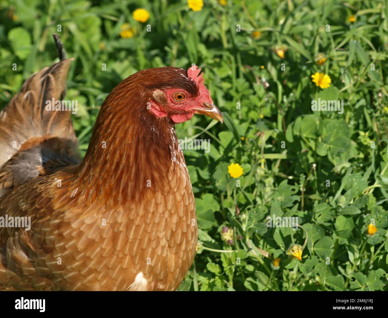 Free chickens hi-res stock photography and images - Alamy