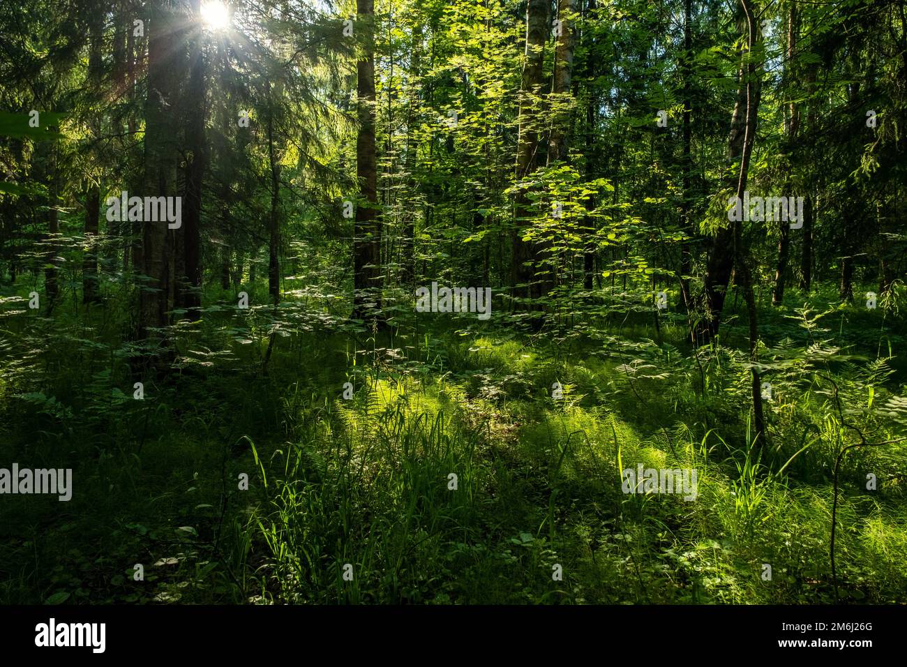 Forest landscape with trees and sun Stock Photo - Alamy