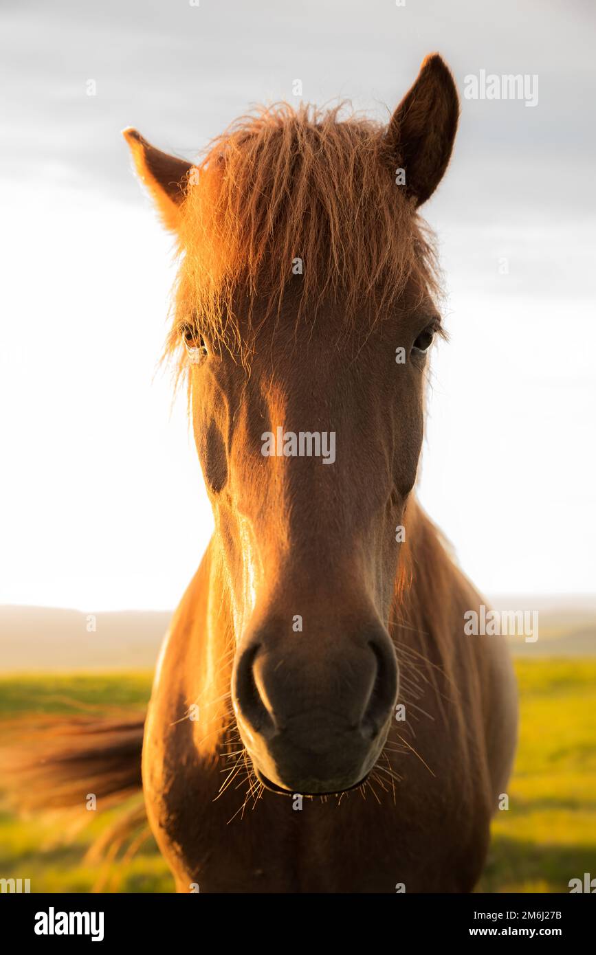 Portrait of a brown horse in field Stock Photo - Alamy