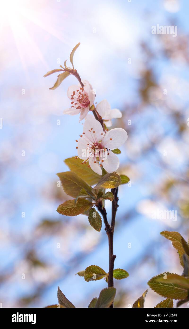 a blooming tree branch in spring Stock Photo - Alamy