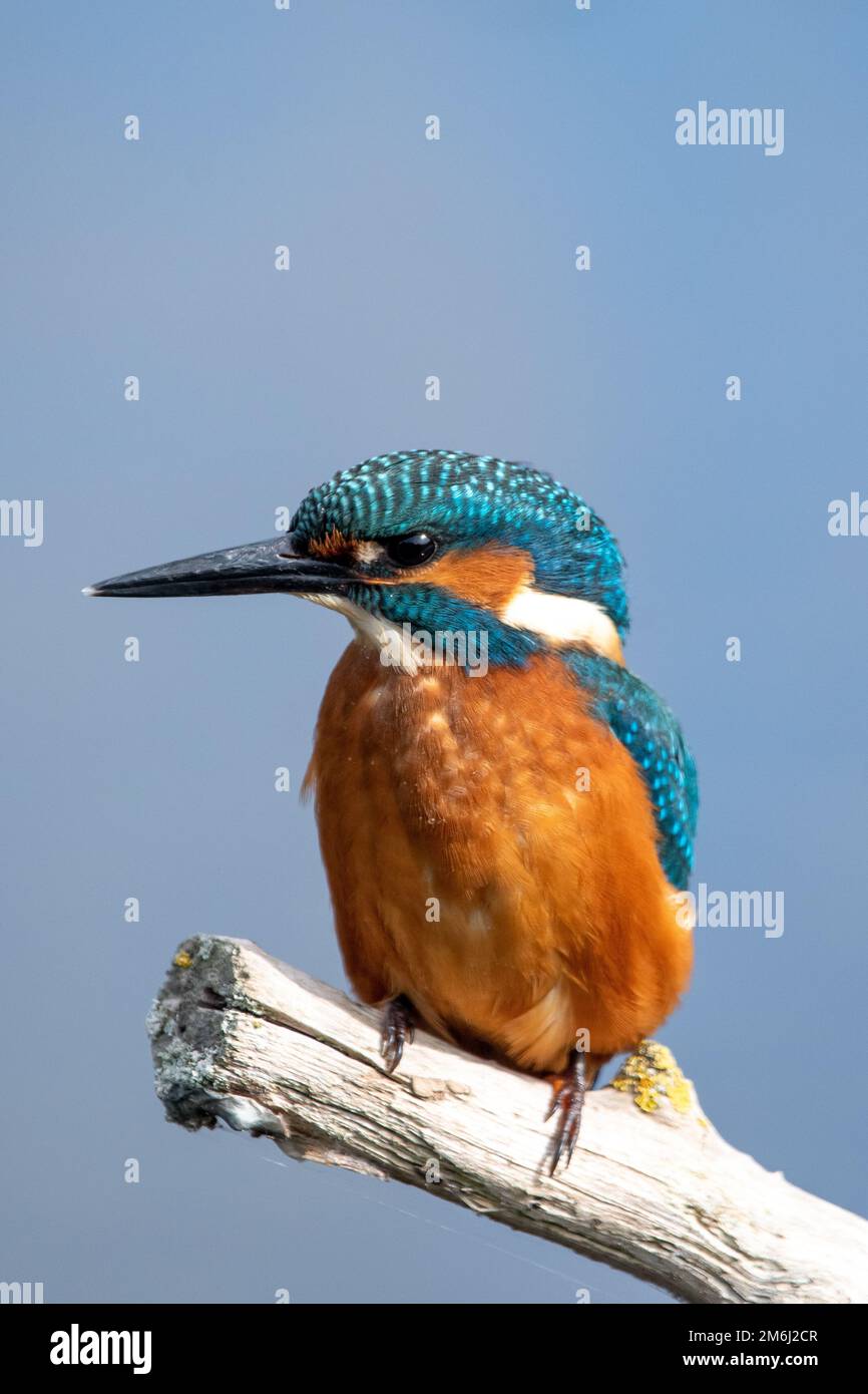 Detailed close up portrait of a juvenile male common kingfisher sitting ...
