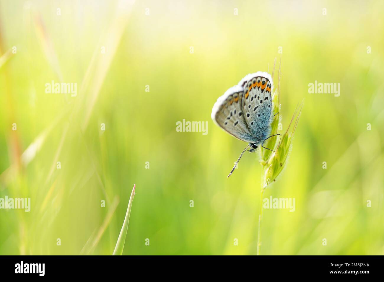 Spring sumer hi-res stock photography and images - Alamy