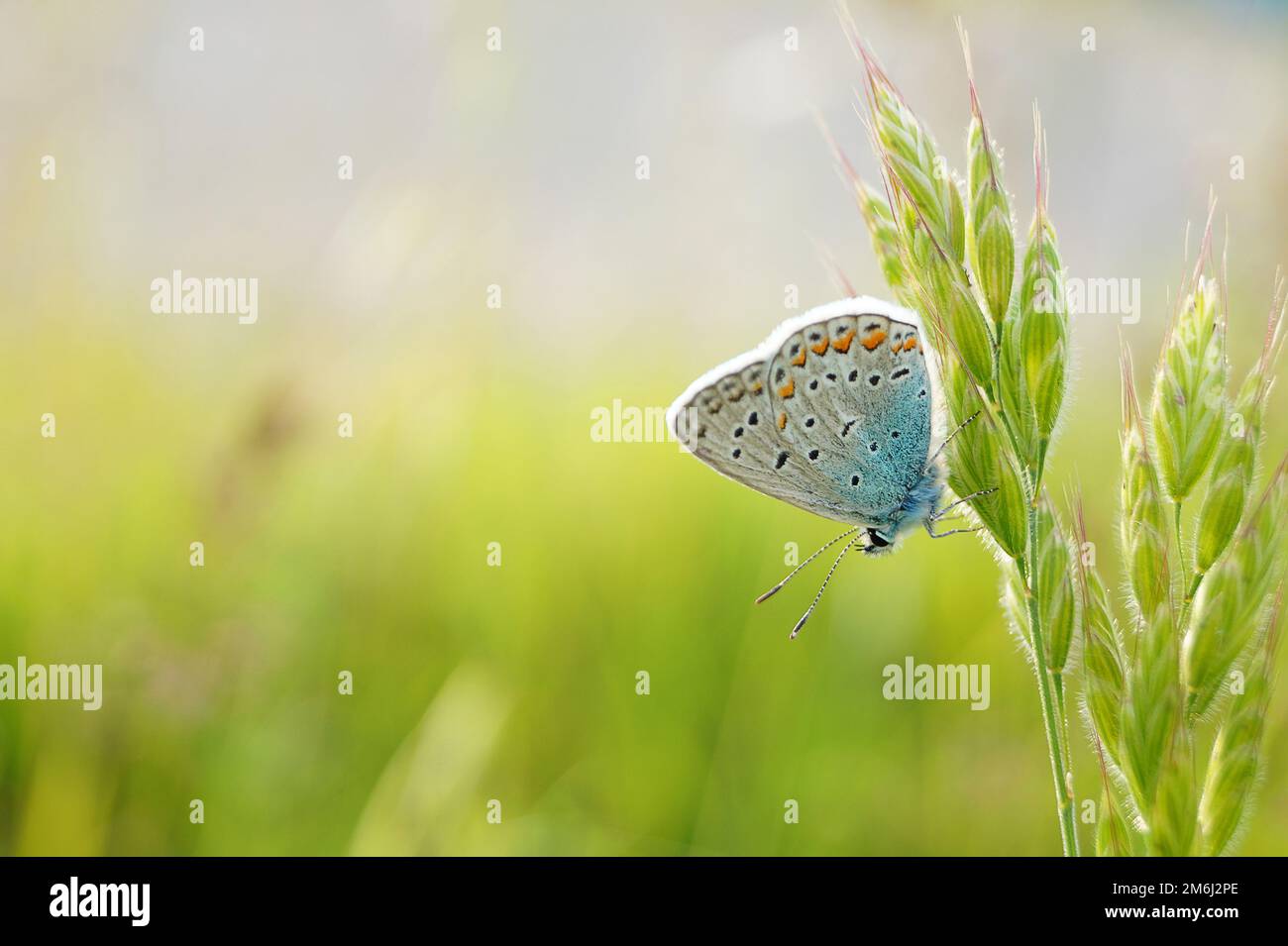 Beautiful field spring flower butterfly hi-res stock photography and ...
