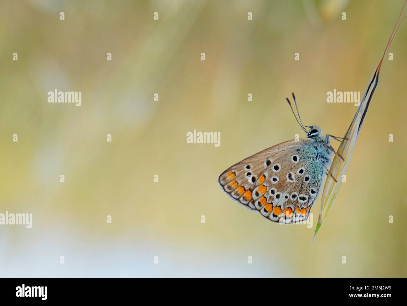 Beautiful butterfly on grass. Sumer season Stock Photo - Alamy