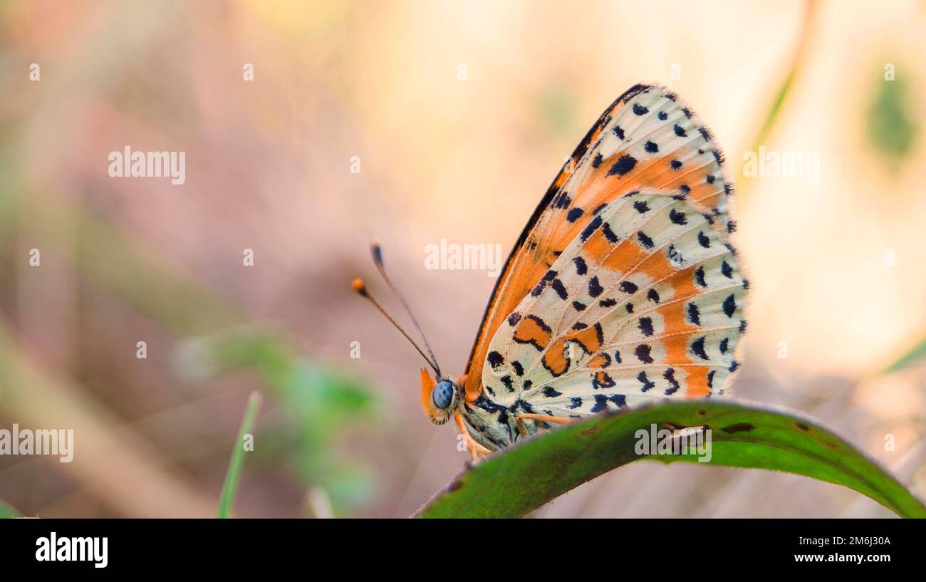Sumer background hi-res stock photography and images - Alamy