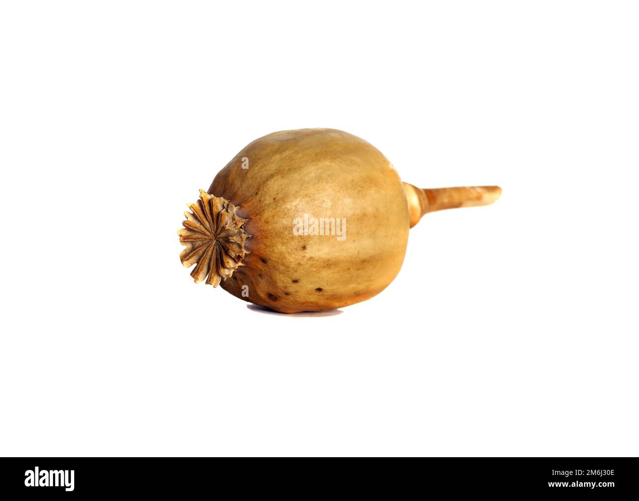 Isolated dry opium poppy head on white background Stock Photo - Alamy