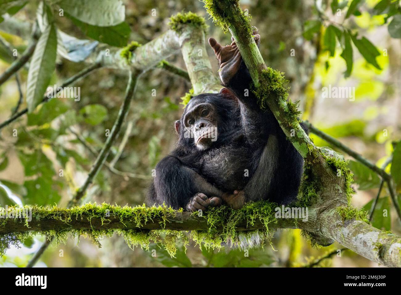A chimpanzee looking down at the photographer from the trees. Image ...