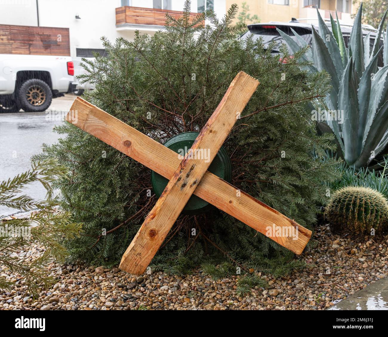 Discarded Christmas trees pile up on the sidewalk in Los Angeles, CA ...