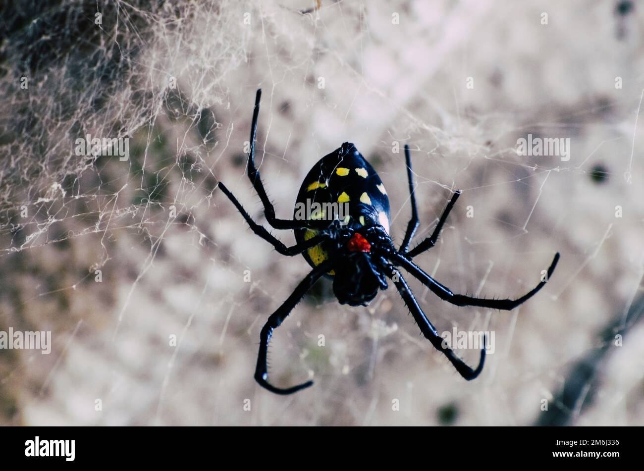 Nephilingis cruentata hi-res stock photography and images - Alamy