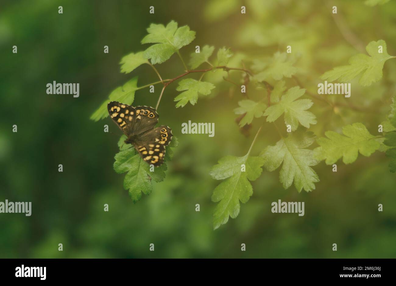 Spring sumer hi-res stock photography and images - Alamy