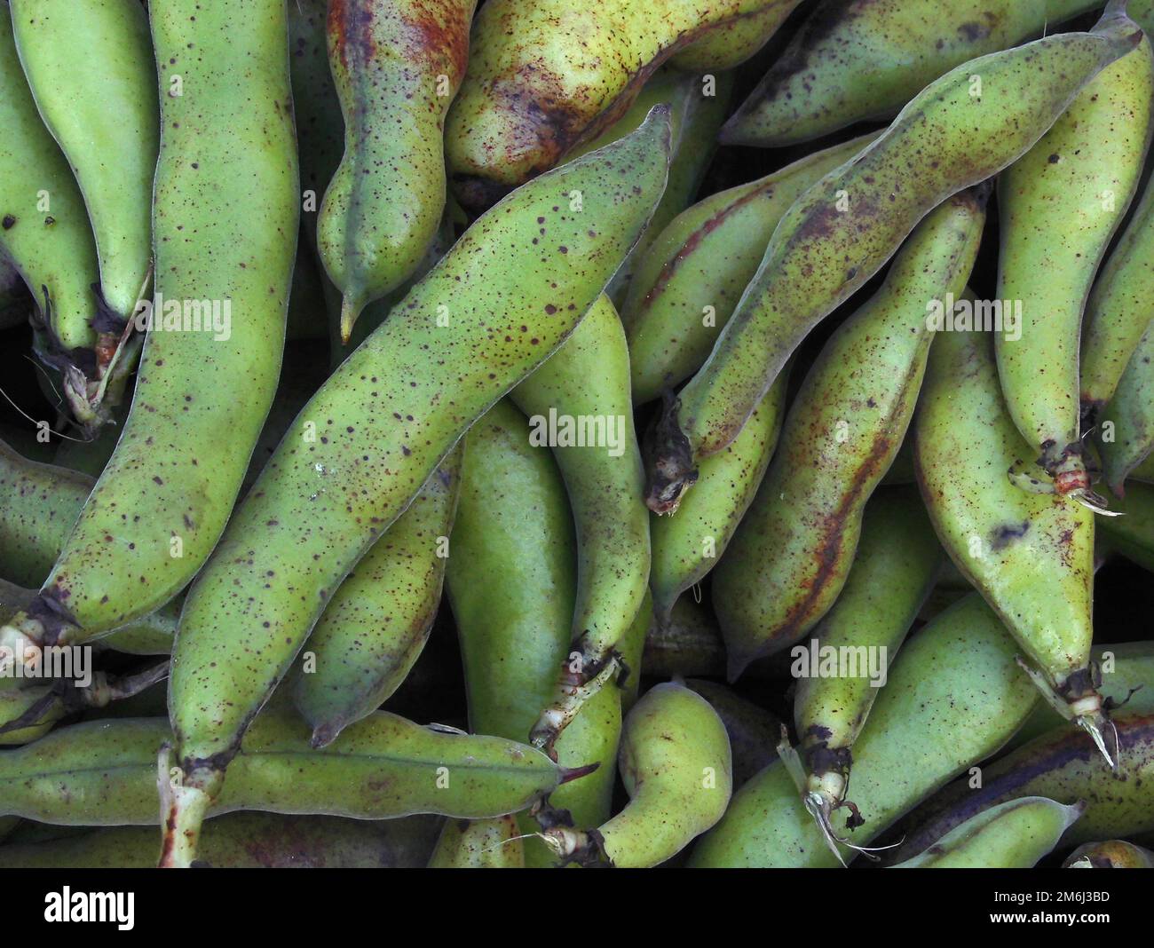 Big beans hi-res stock photography and images - Alamy