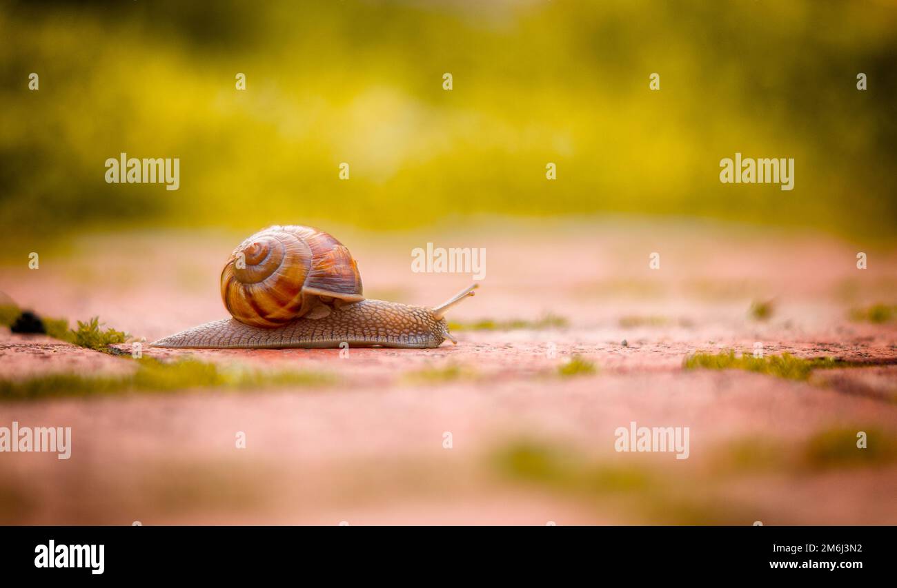 Rainy slug hi-res stock photography and images - Alamy