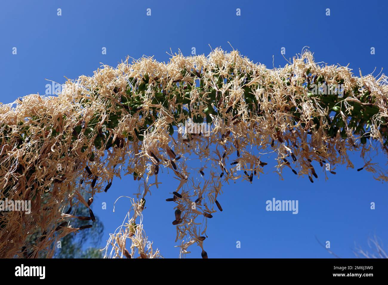Dragon tree agave, swan neck agave (Agave attenuata), flower stand ...
