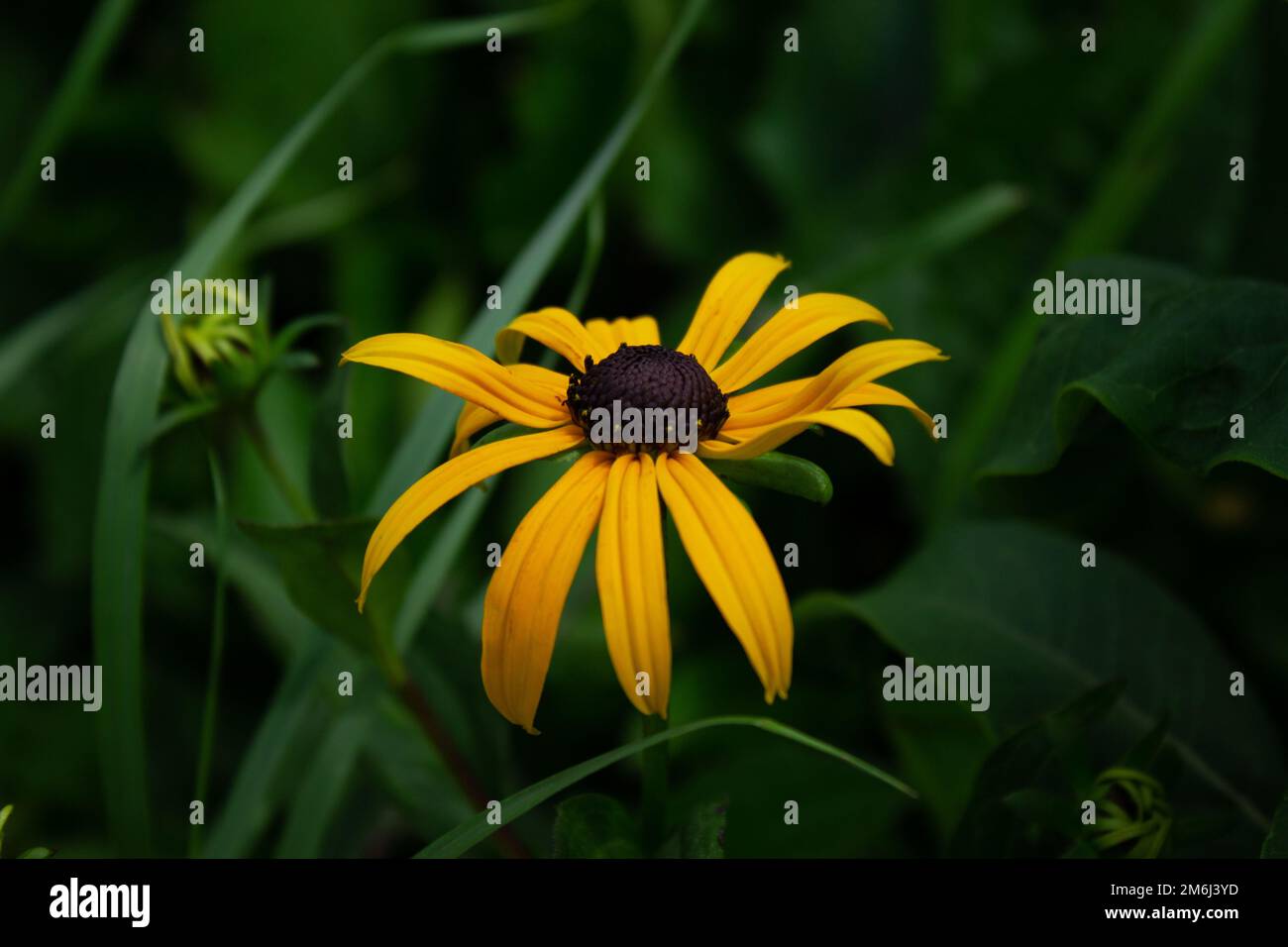 Black Eyed Susan Flower in Grass Stock Photo - Alamy