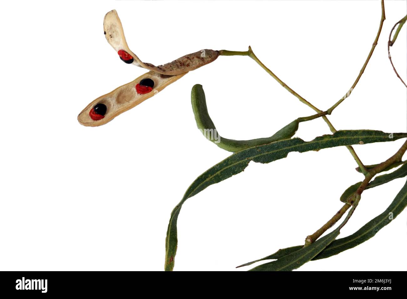 Acacia pod hi-res stock photography and images - Alamy