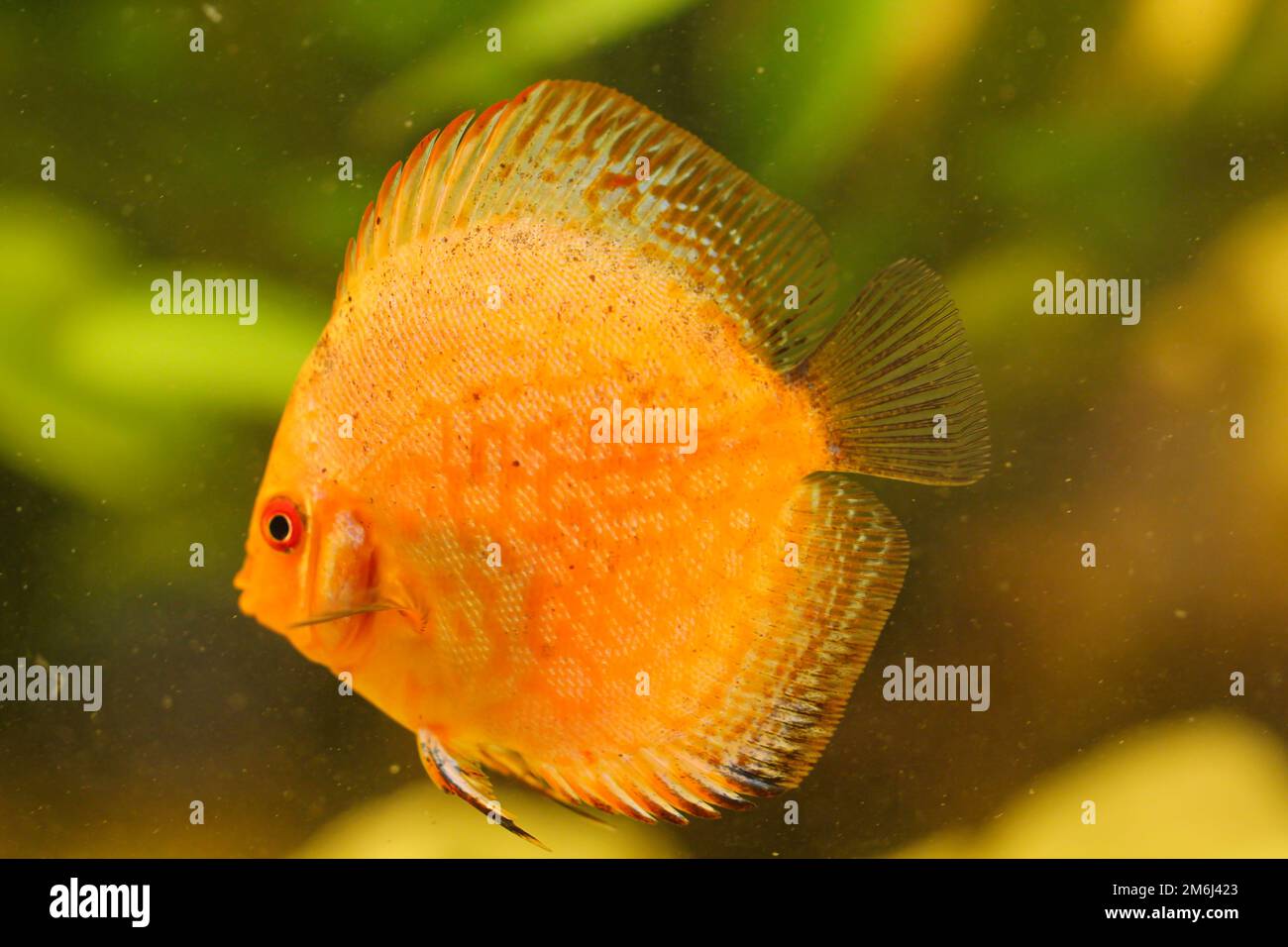 Portrait of a discus in the aquarium, discus fish belongs to the ...