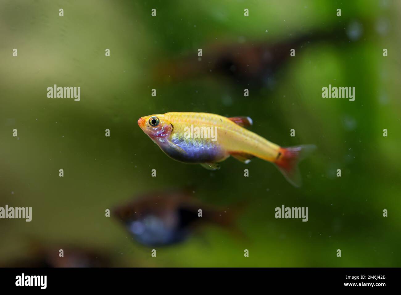 Leopard Danio Pregnant