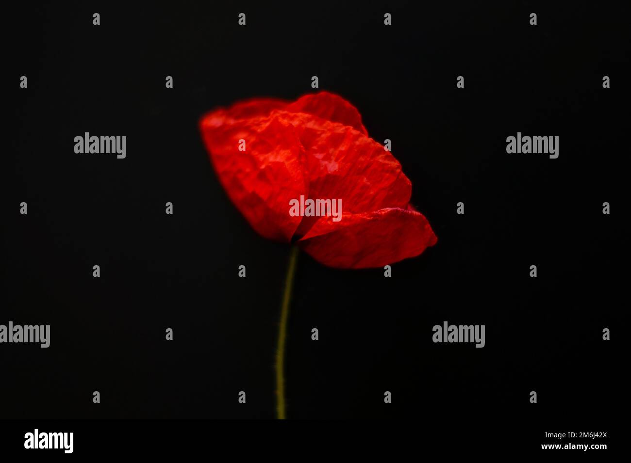 Poppy ‘black beauty’ hi-res stock photography and images - Alamy