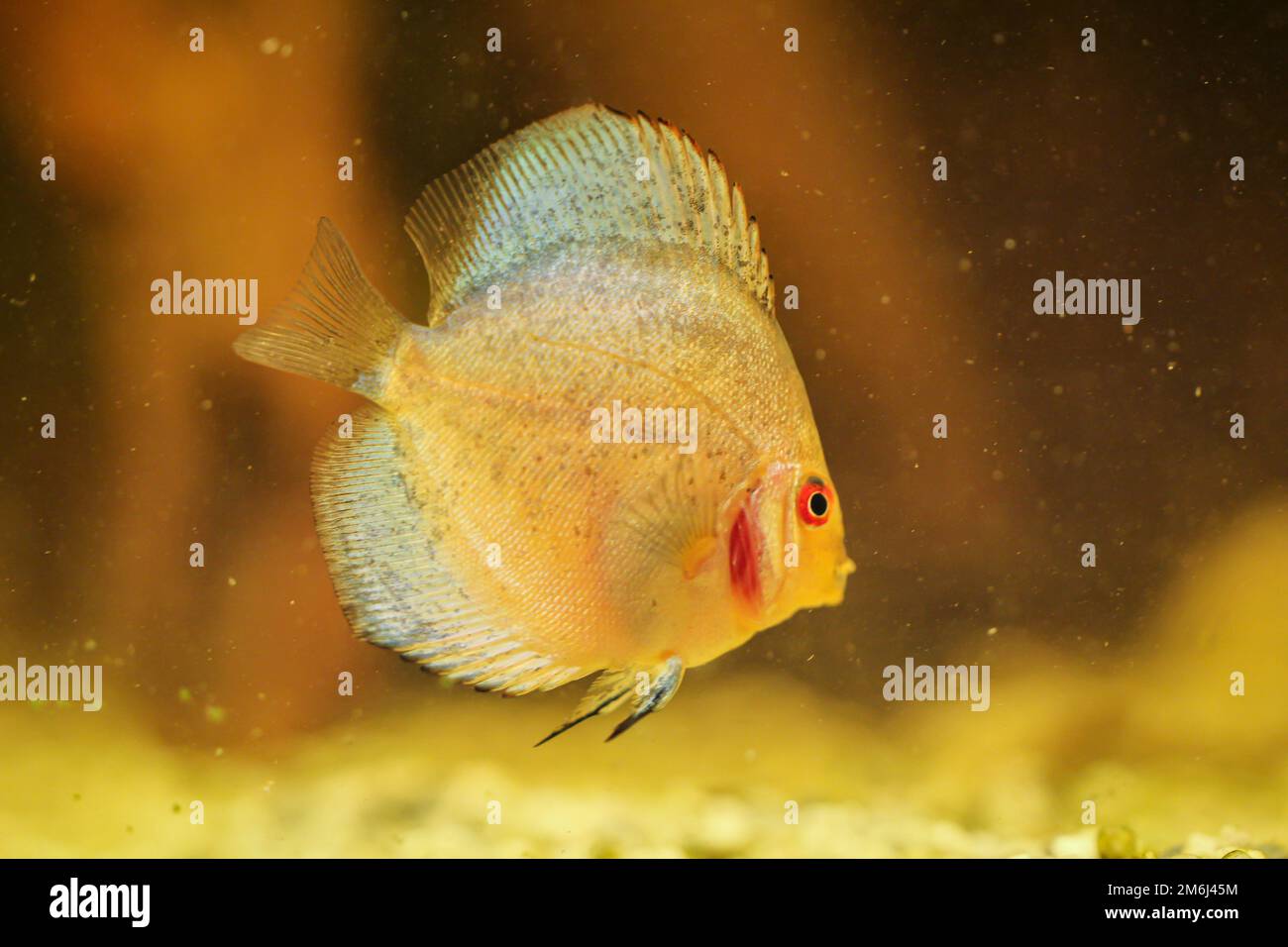 Portrait of a discus in the aquarium, discus fish belongs to the ...