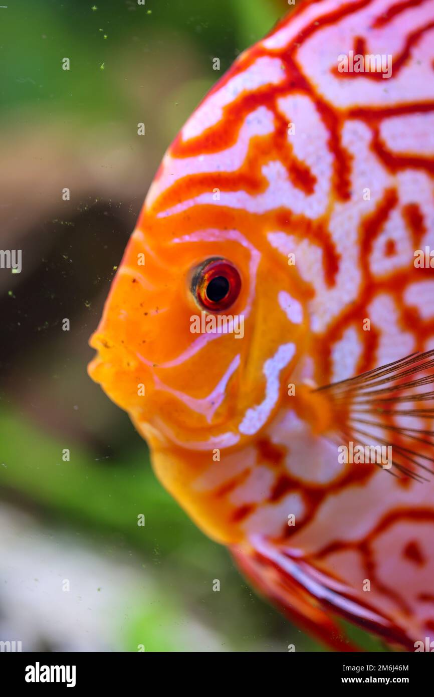 Portrait of a discus in the aquarium, discus fish belongs to the ...