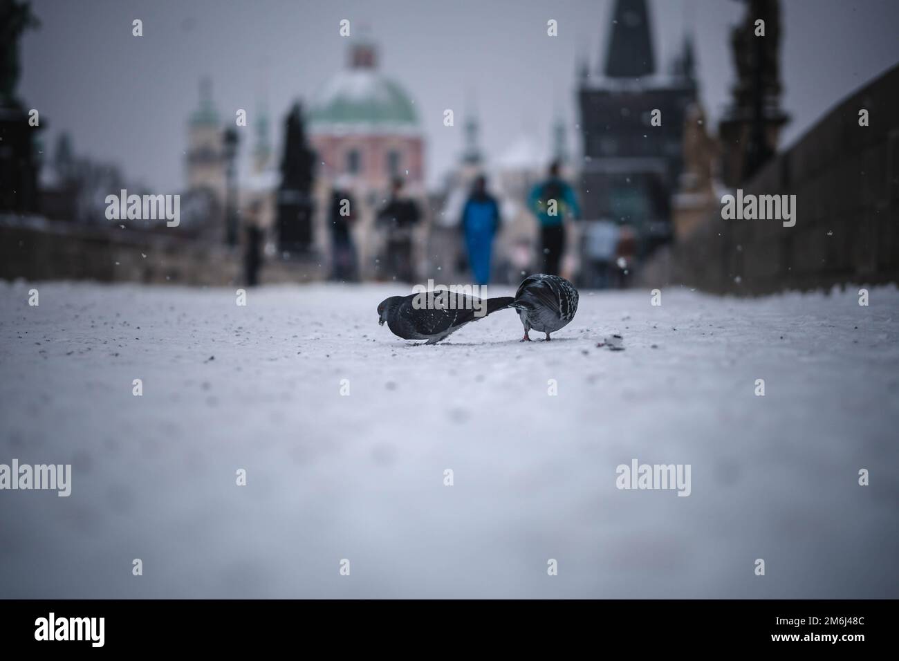 A domestic pigeon on white snow in winter. Urban bird on the ,Charles ...