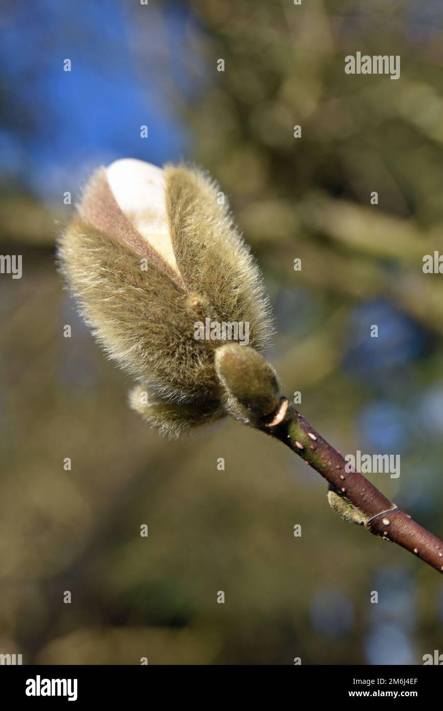 Magnolia bloom magnolia sea hi-res stock photography and images - Alamy