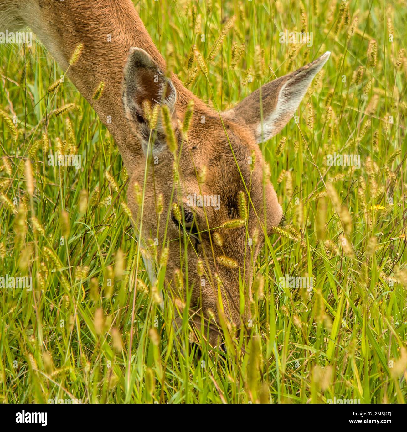 Fallow deer 'Dama dama Stock Photo - Alamy