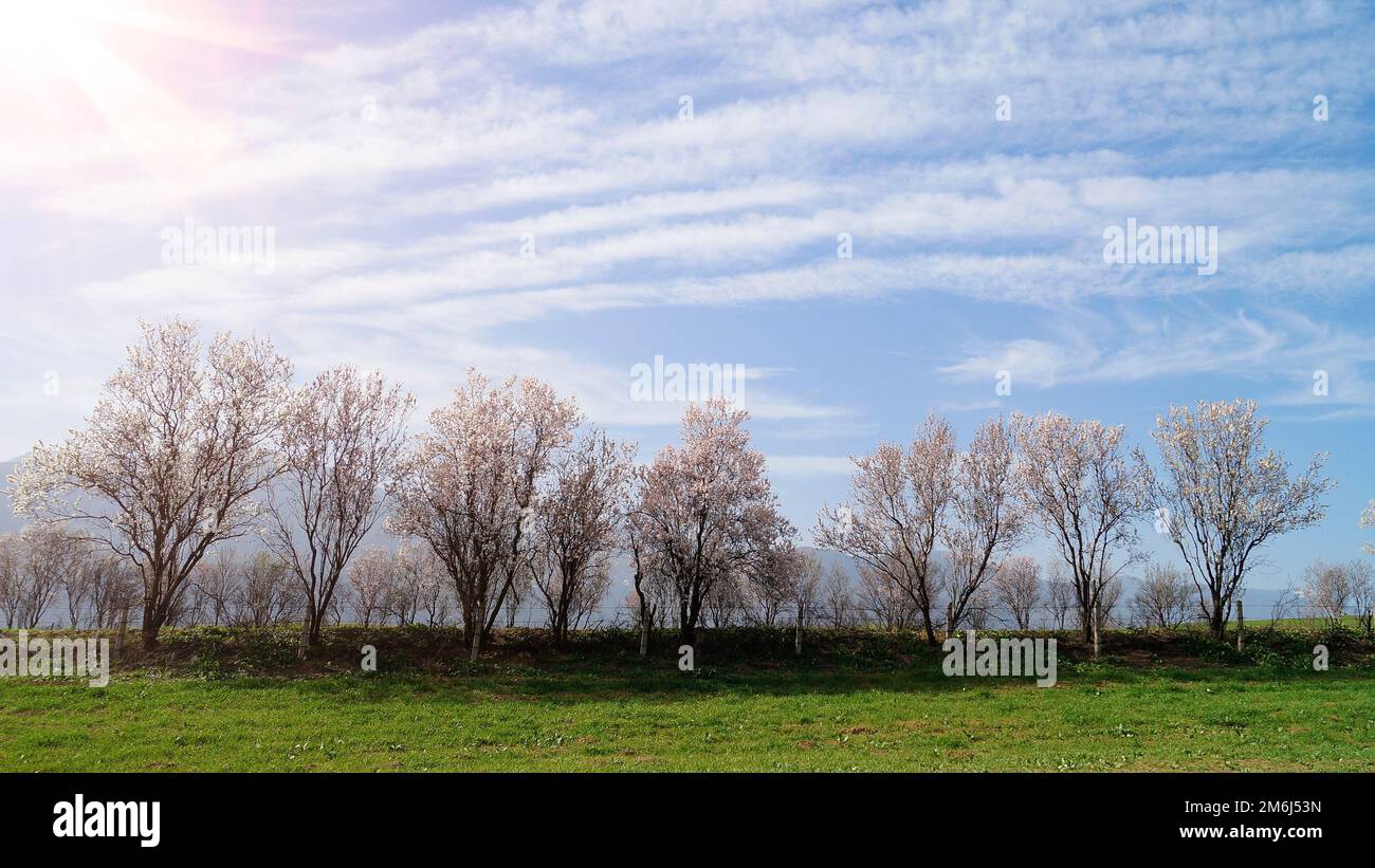 spring blooming trees. lined up in rows Stock Photo - Alamy