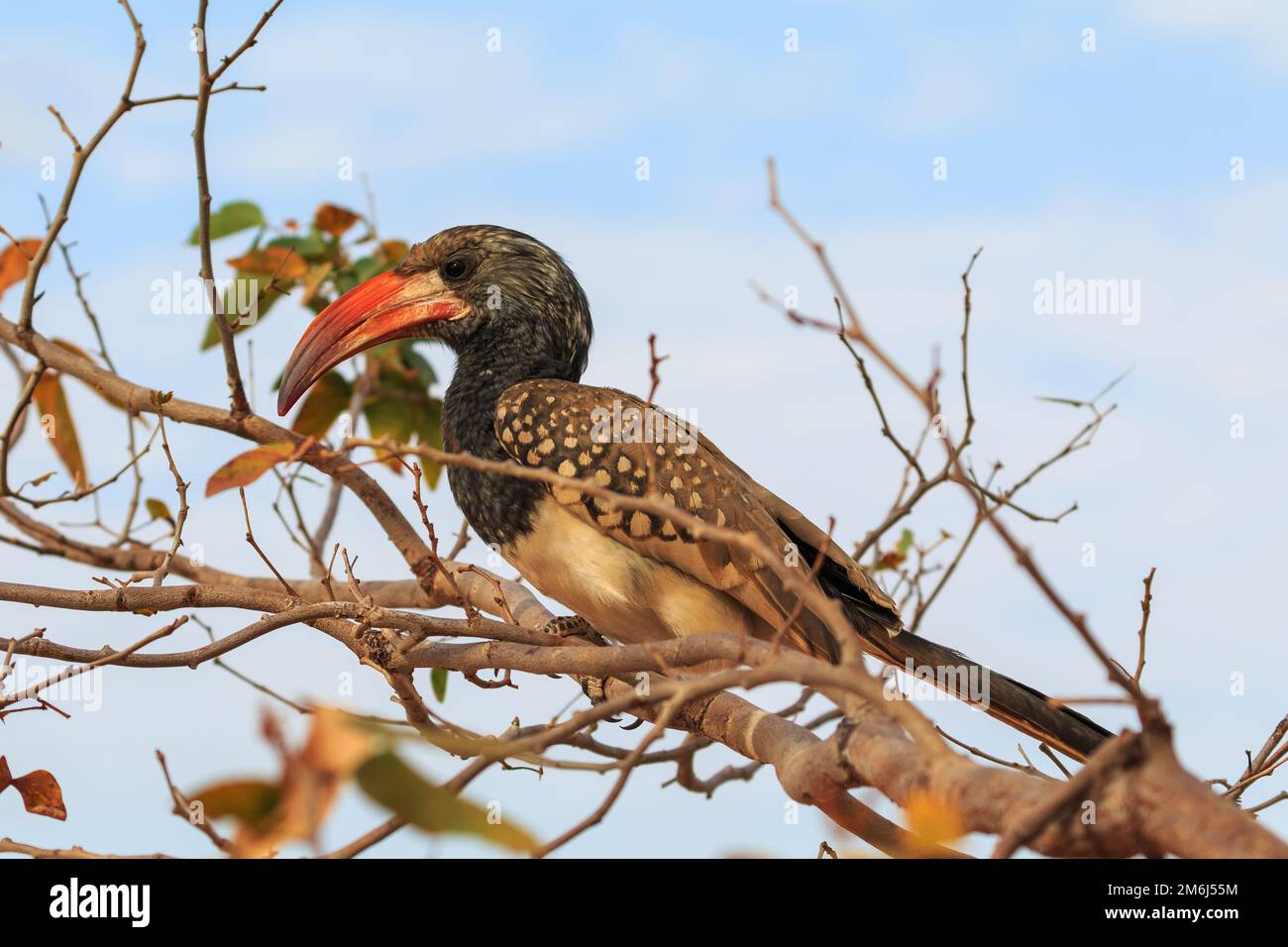 Damara red-billed hornbill, small species of African hornbills. Species ...