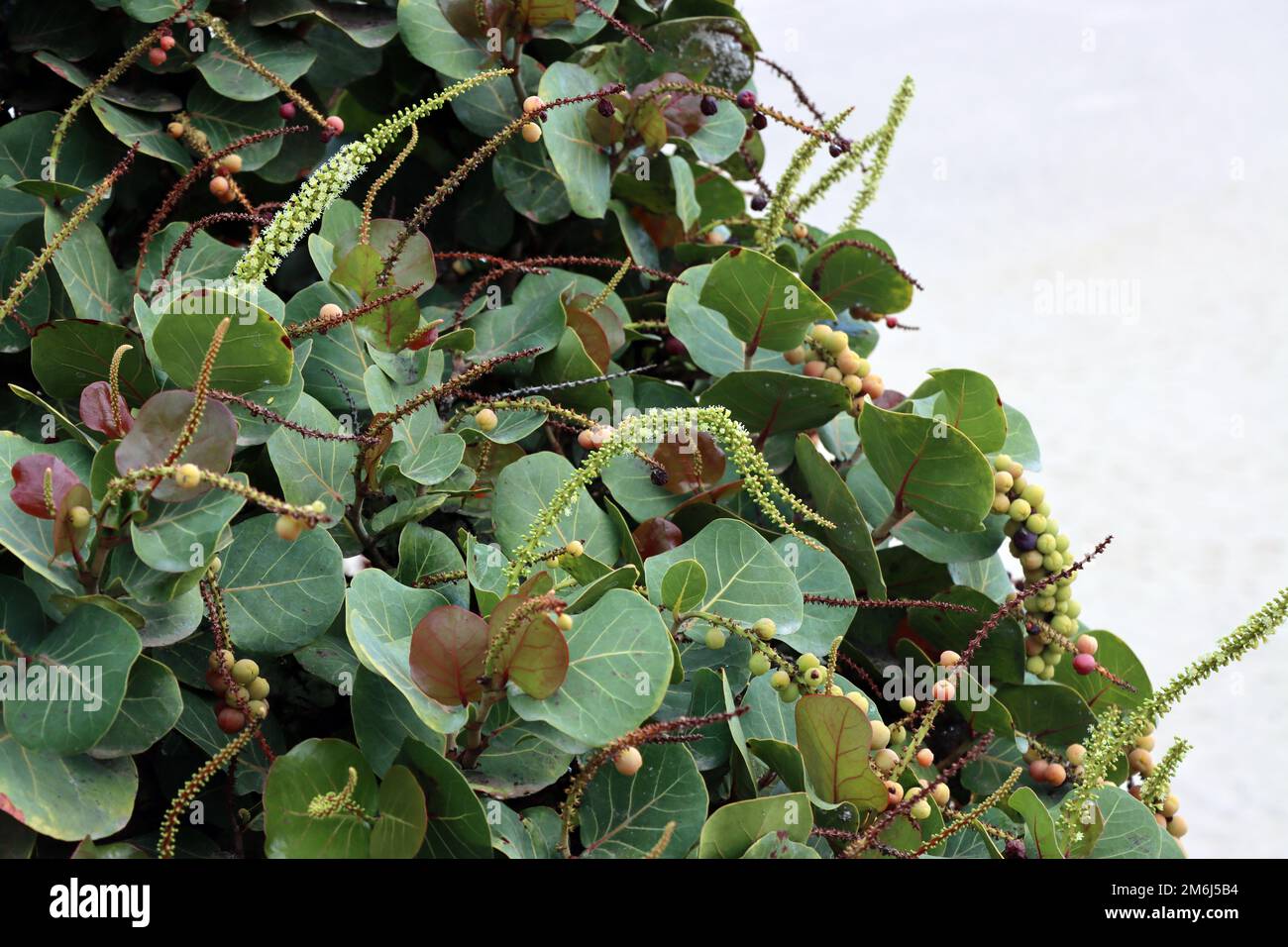 Sea grape, sea grape (Coccoloba uvifera Stock Photo - Alamy
