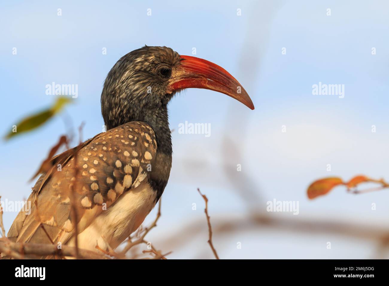 Damara red-billed hornbill, small species of African hornbills. Species ...