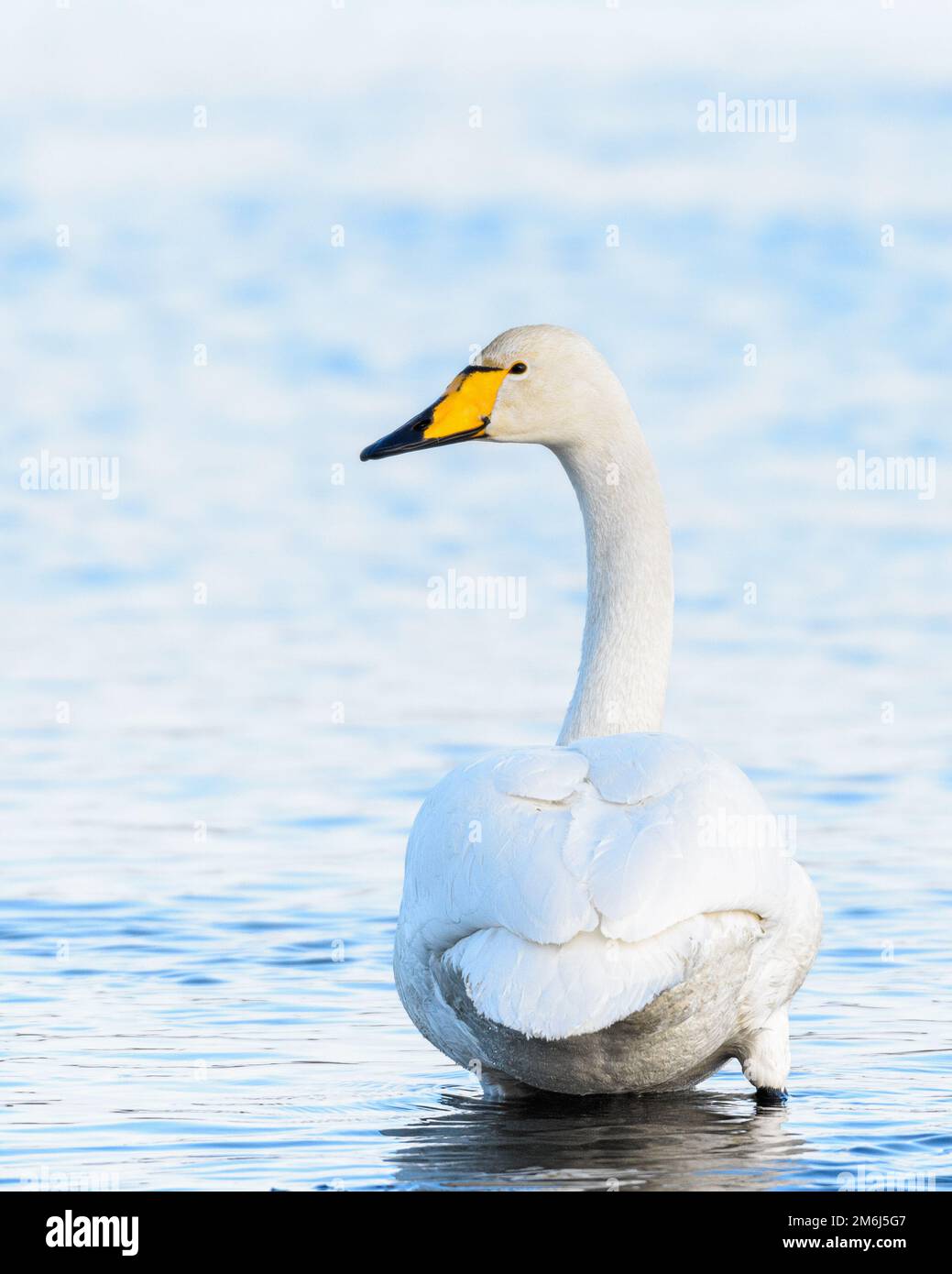 Blue bird swan birds hi-res stock photography and images - Alamy