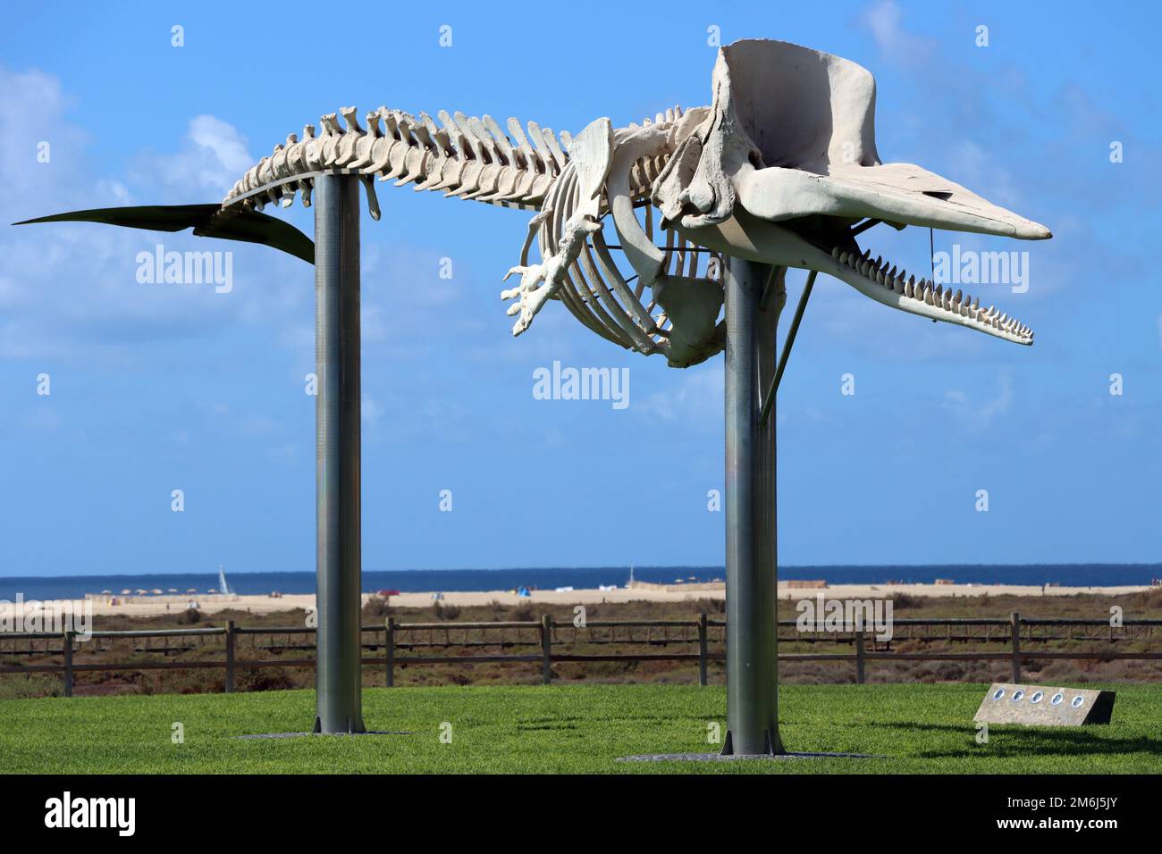 Whale skeleton of a stranded sperm whale (Physeter macrocephalus, syn ...