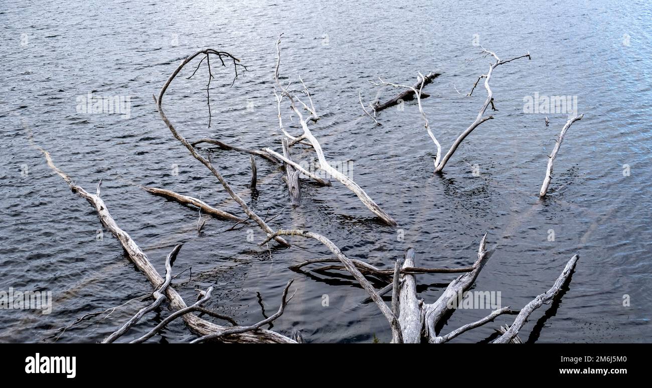 Fallen tree in the lake hi-res stock photography and images - Alamy