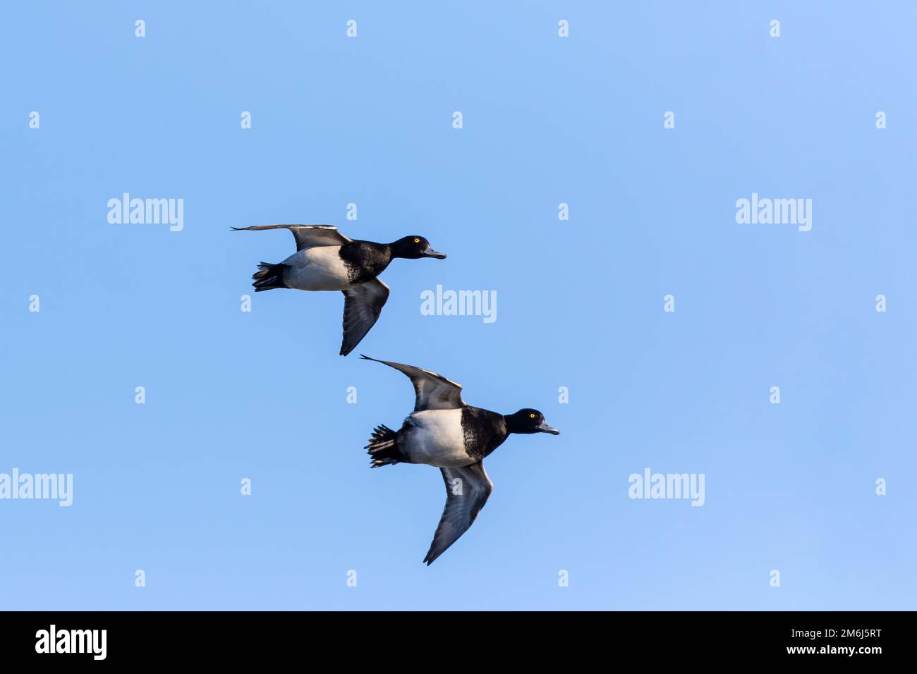 Lesser Scaup Duck Flying
