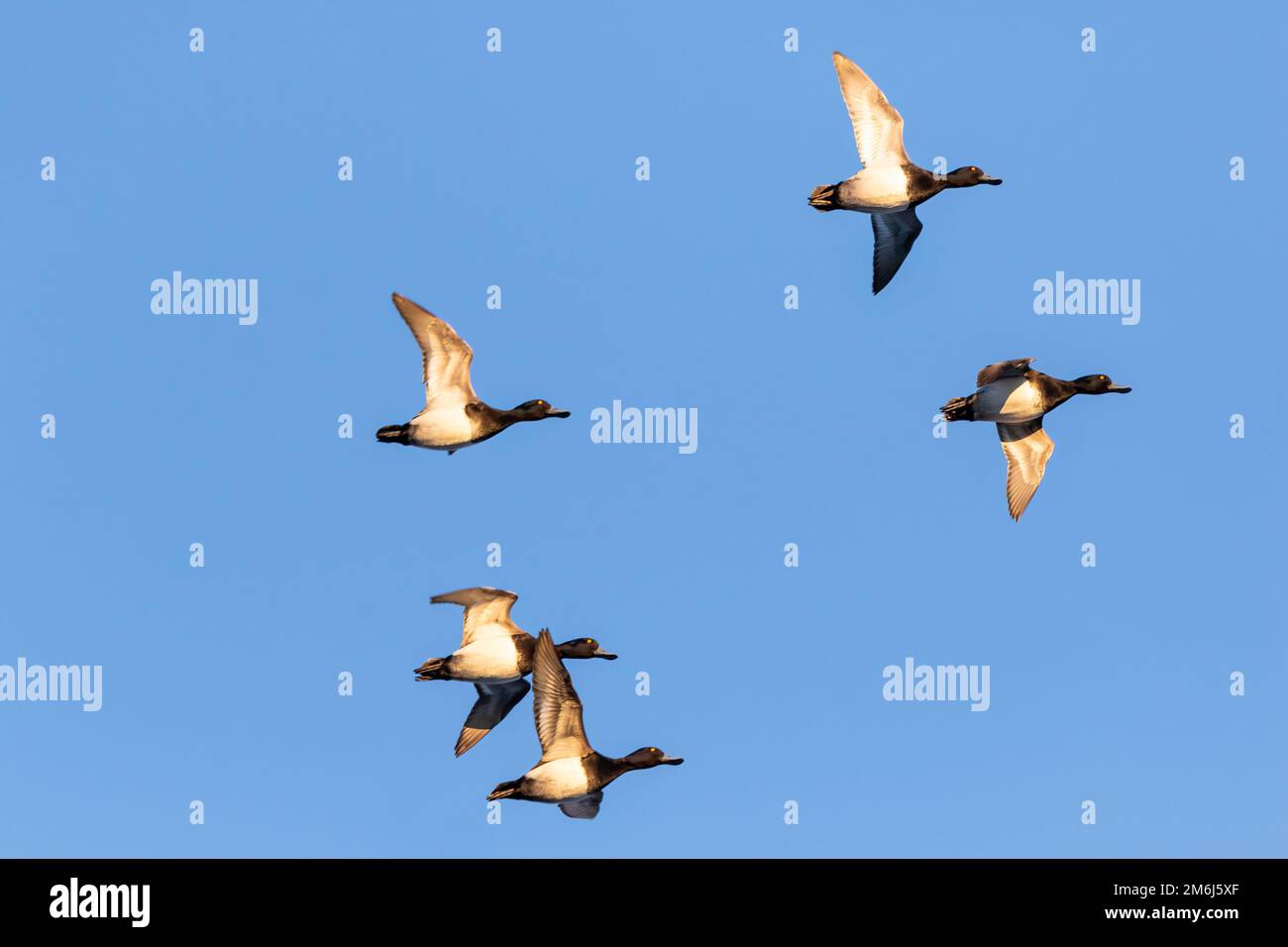 00740-00417 Lesser Scaup (Aythya affinis) in flight Clinton Co. IL ...