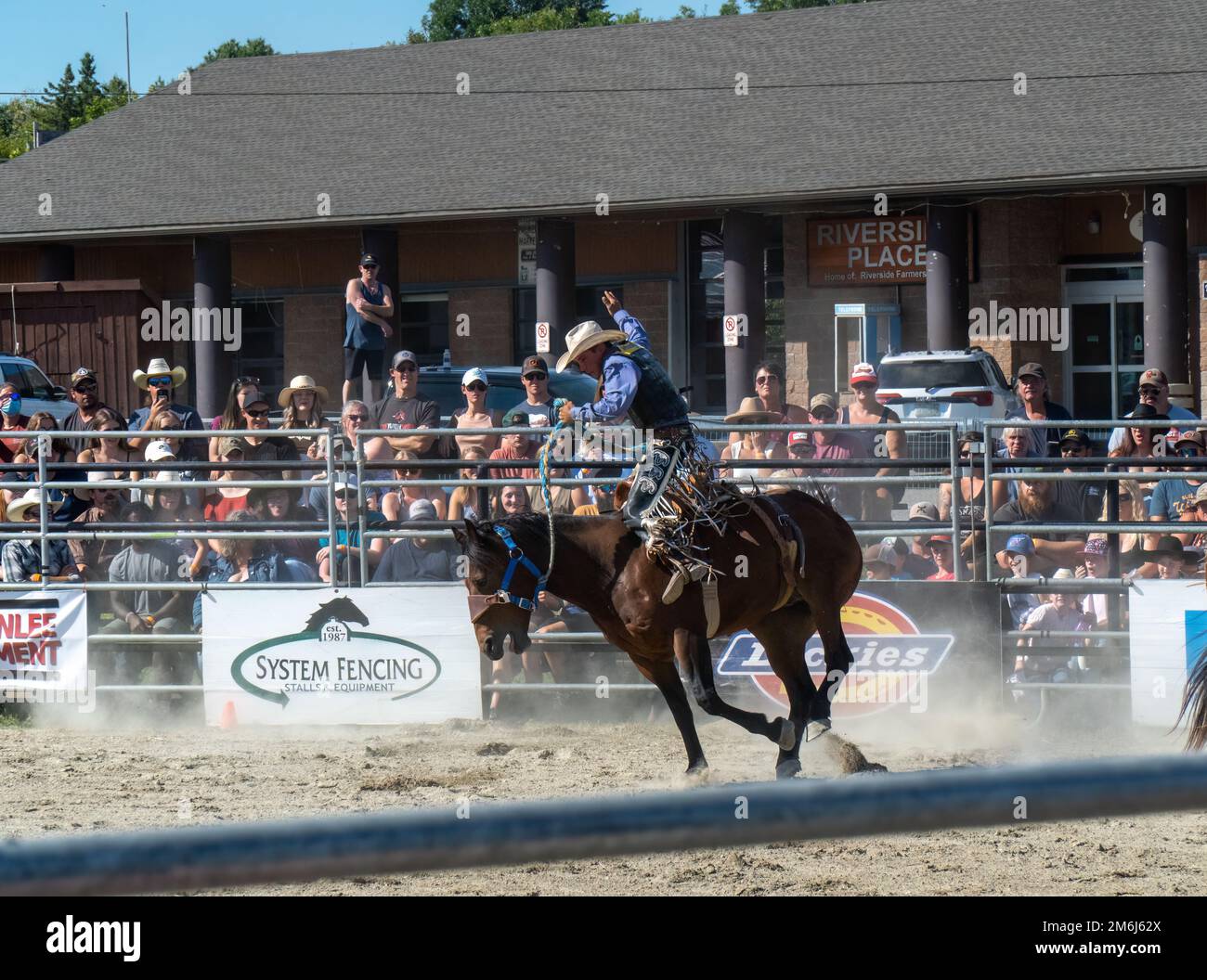 A bronc riding cowboy competing at The Ram Rodeo in New Liskeard ...