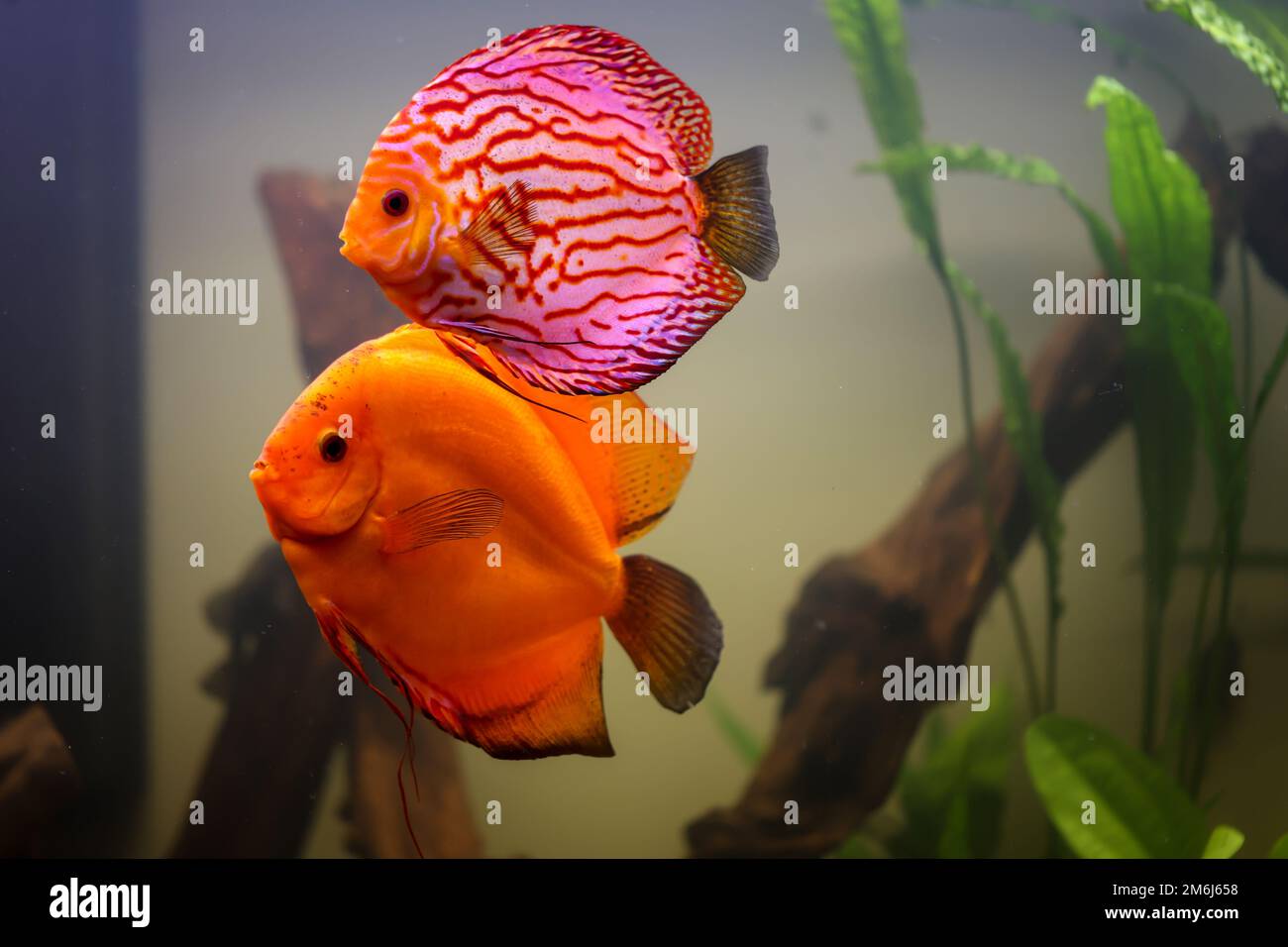 Portrait of a beautiful colored discus discus cichlid in a blackwater ...