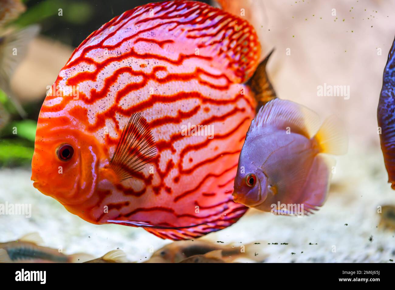 Portrait of a beautiful colored discus discus cichlid in a blackwater ...