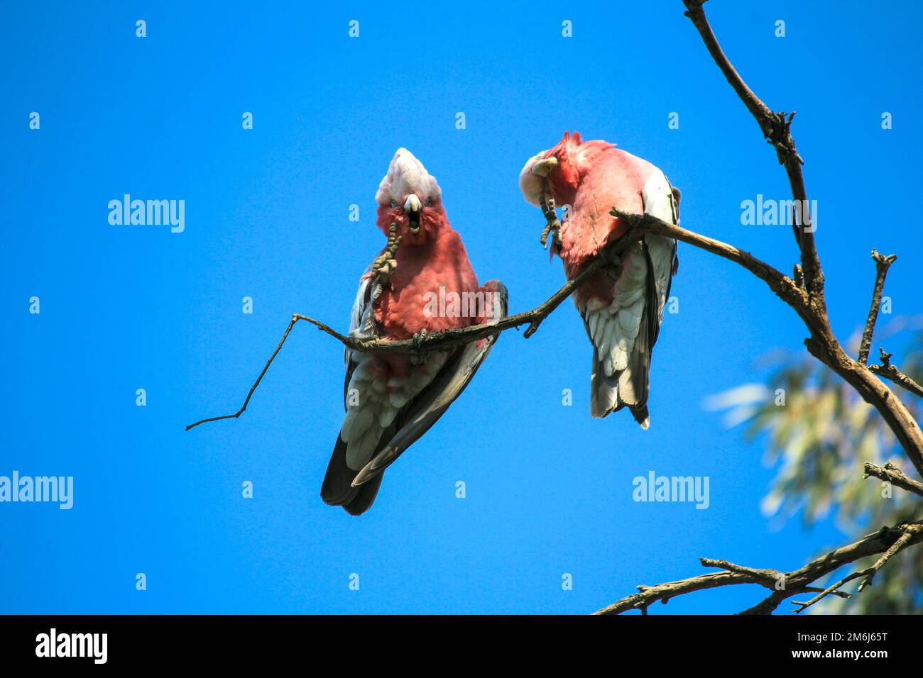 Australian Galahs (Eolophus roseicapilla Stock Photo - Alamy