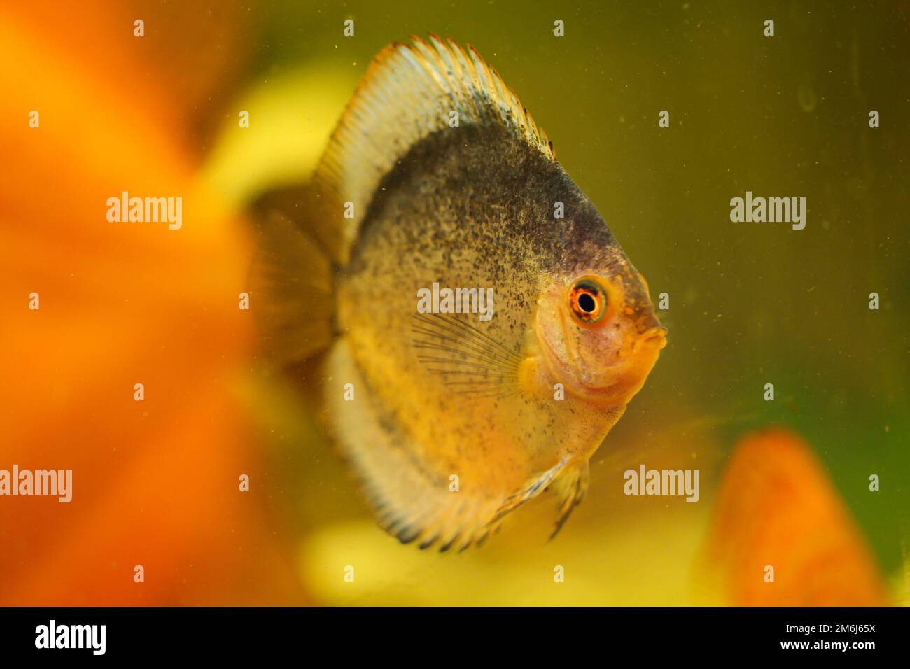 Portrait of a beautiful colored discus discus cichlid in a blackwater ...