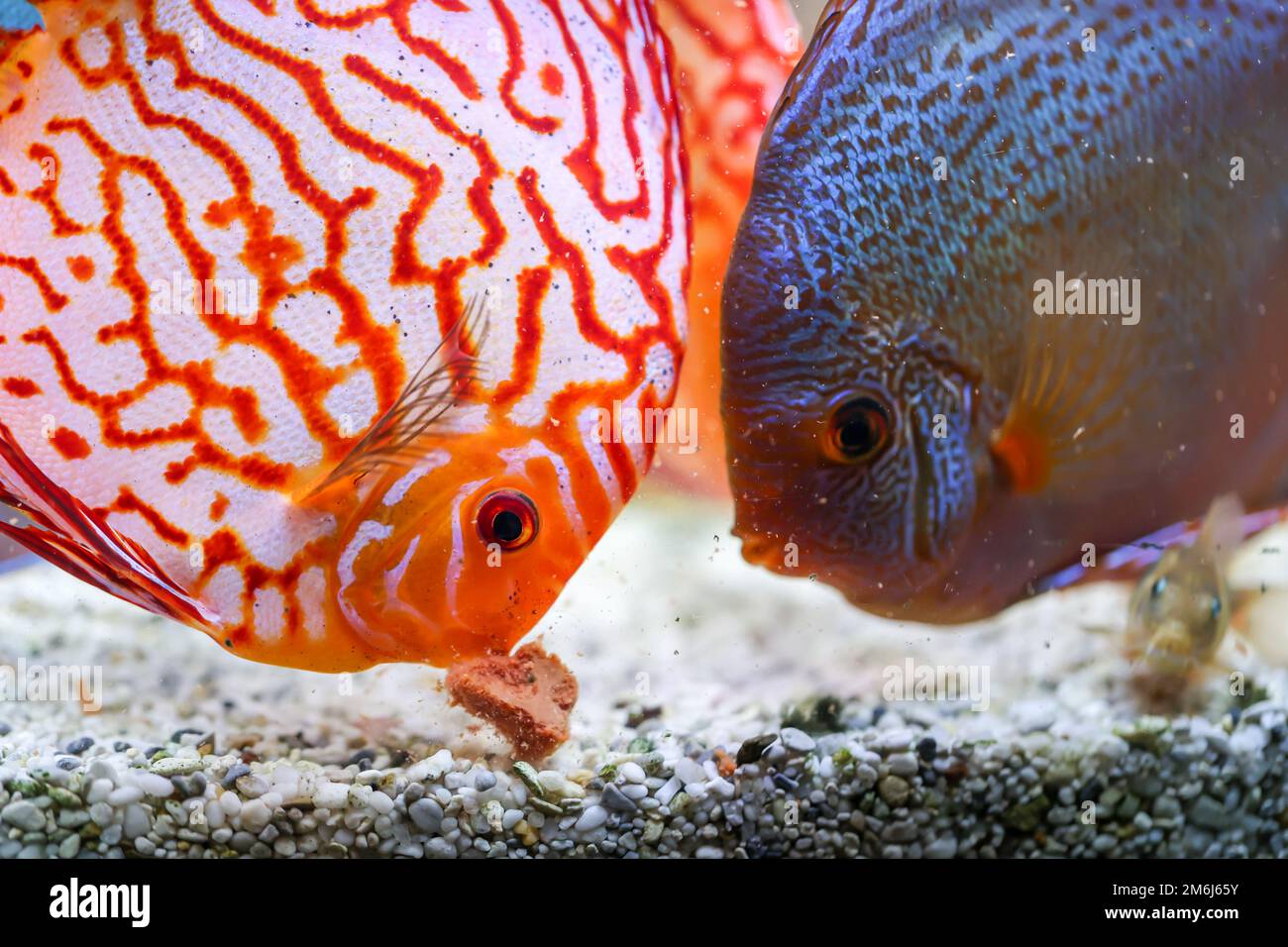 Portrait of a beautiful colored discus discus cichlid in a blackwater ...