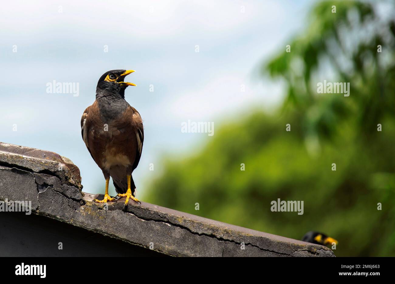 Common myna hi-res stock photography and images - Alamy