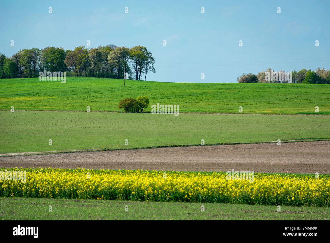 Coloured spring flower meadow hi-res stock photography and images - Alamy